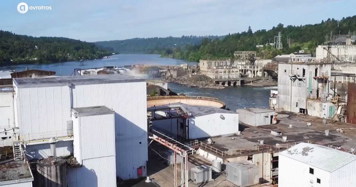 Blue Heron Paper Mill | Wie is de Mol?